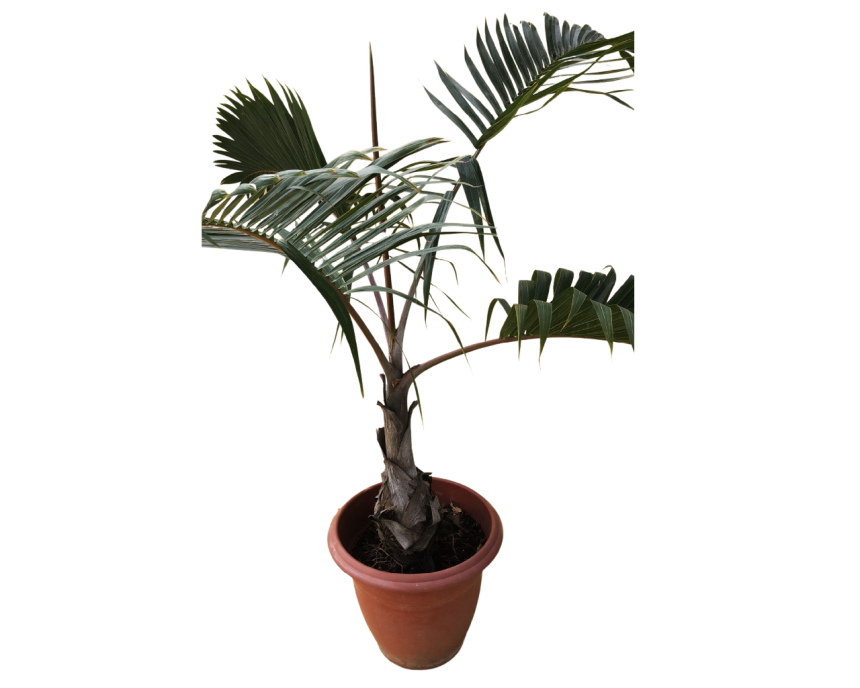 Palma Botella Enana - Jardineria Rancho Alegre