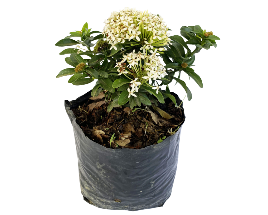 Con Flor - Ixoras enanas blanca - Jardineria Rancho Alegre