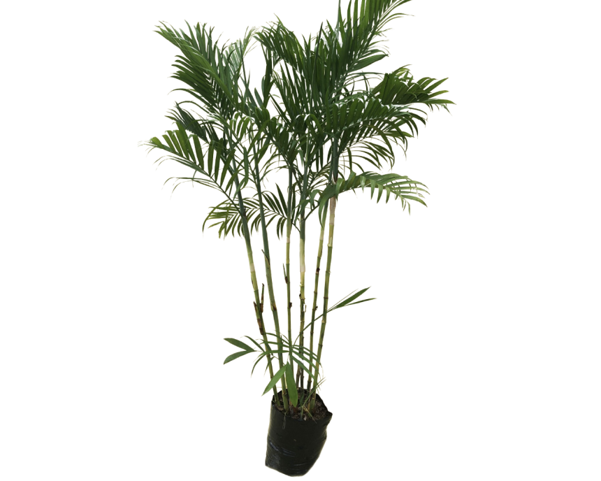 Palma Bambú - Jardineria Rancho Alegre