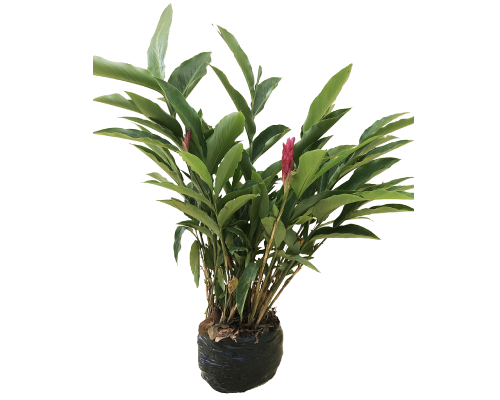 Tropical - Ginger Rojo (Grande) - Jardineria Rancho Alegre
